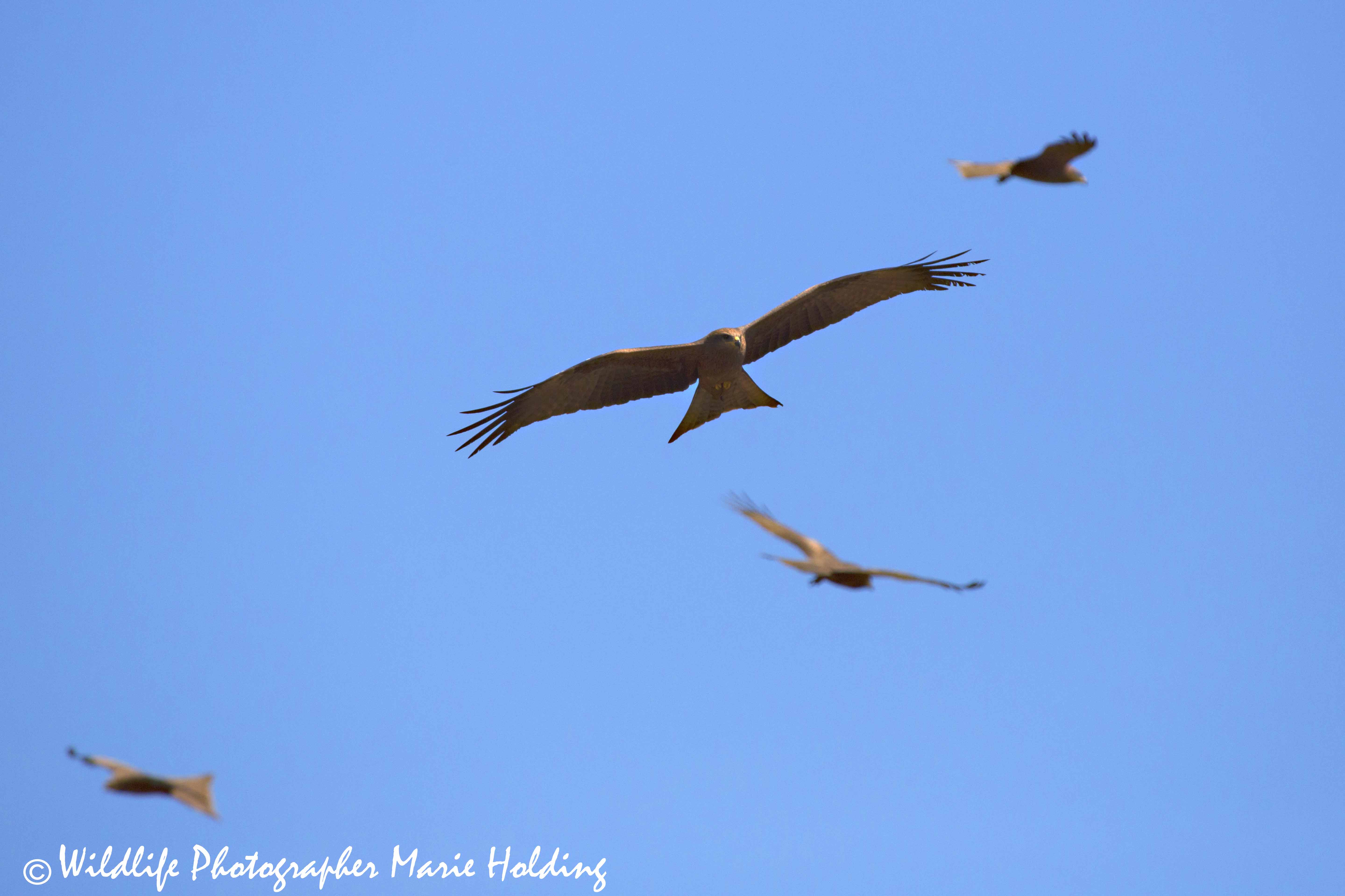 Experience the Wild - Wildlife Profile