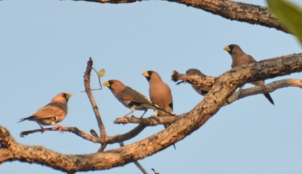 Wildlife Profile - Top End Endemics